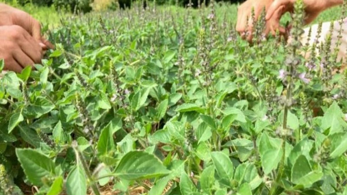 घरच्या तुळशीपासून कमवा लाखोंची कमाई, ट्राय करा तुळशीची शेती| Tulsi Farming