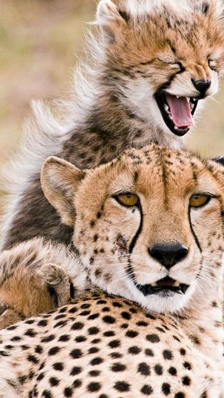 Cheetah : भारतात ७० वर्षानंतर पुन्हा चित्ताराज