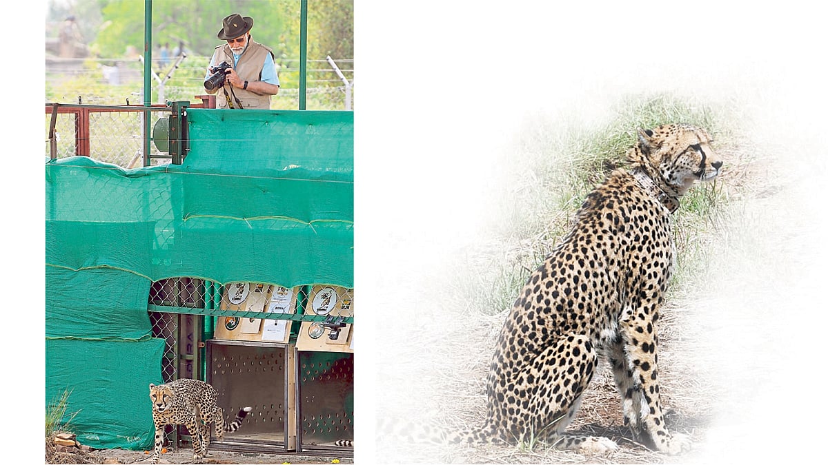 चित्त्यांना ‘वनवास’