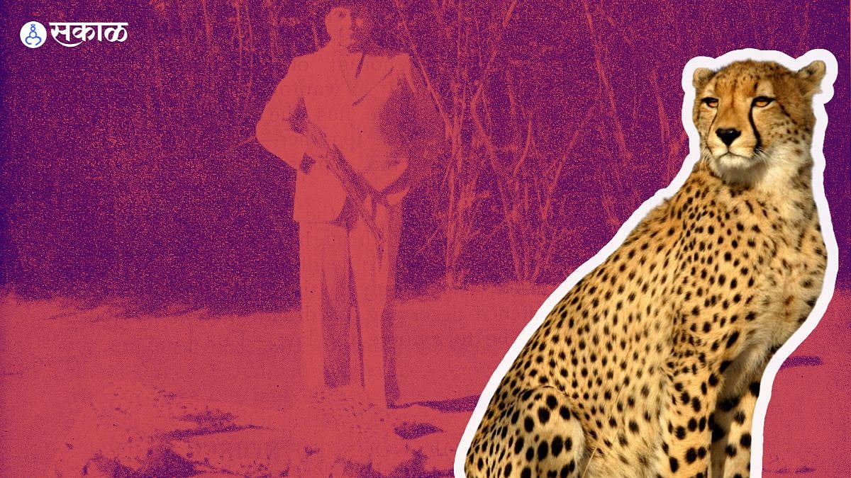 Indian Chitah: 74 वर्षांपूर्वी शेवटच्या भारतीय चित्याची शिकार या राजाने ...