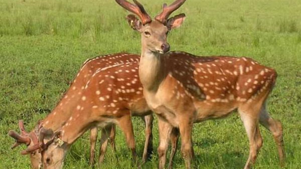 Deer : सोलापुरातील हरिण ‘सह्याद्री’त रुळले