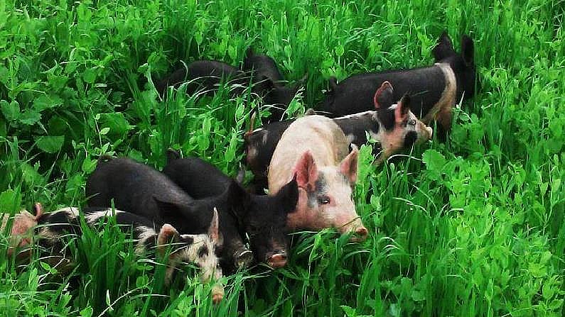 Nanded : वन्यप्राण्यांच्या हैदोसाने शेतकरी संकटात