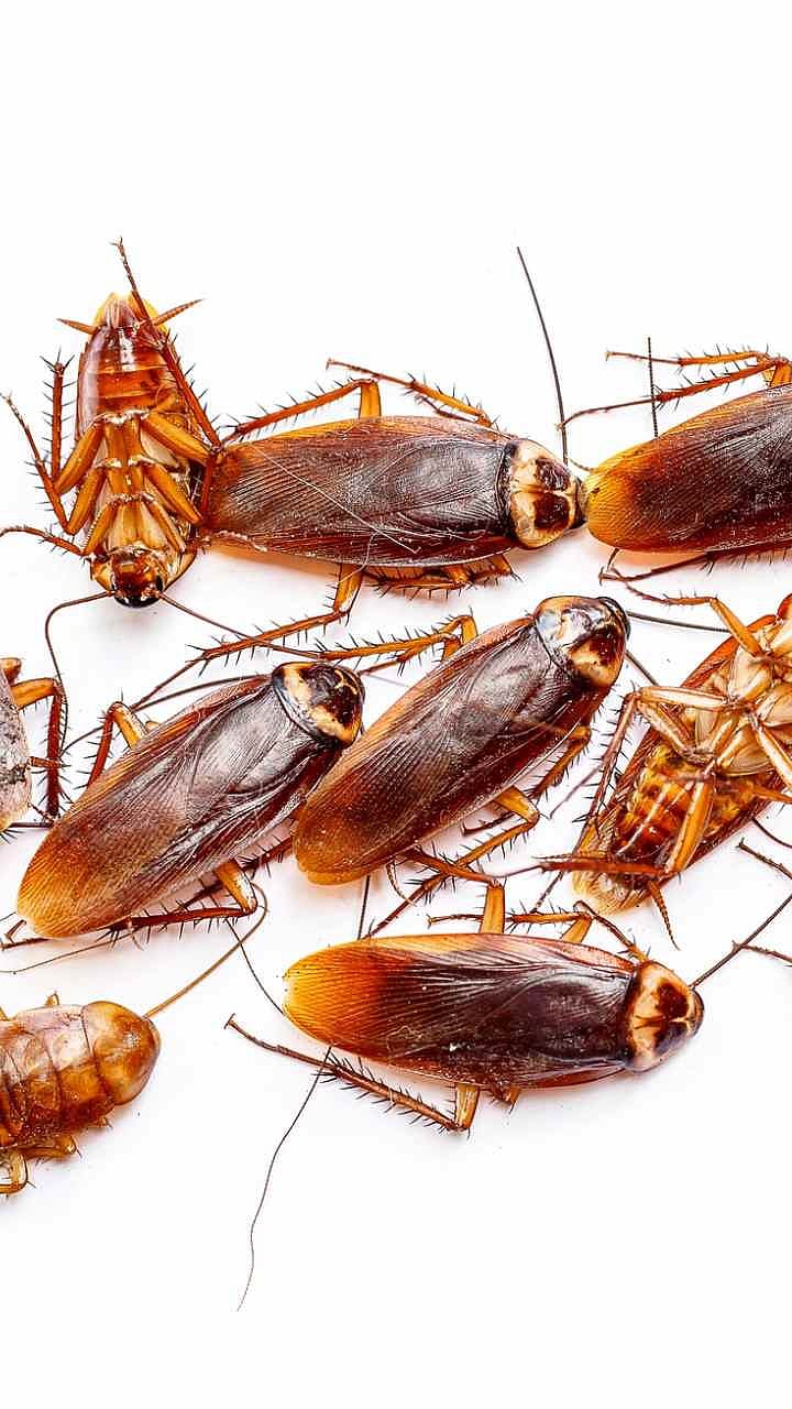 Cockroaches | घरात आलेल्या झुरळांना अस्सं लावा पळवून