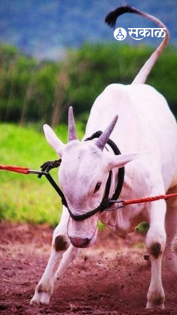 Bailgada Sharyat : बैलगाडा शर्यतींचा रंजक इतिहास