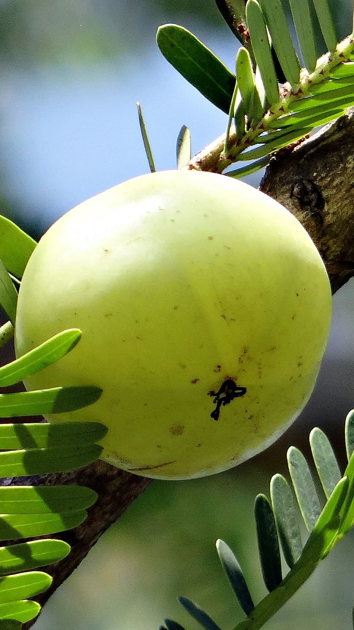 Amla Health Benefits: आरोग्यासाठी आवळ्याचे फायदे