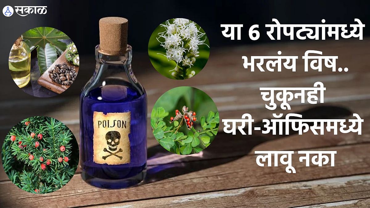 Poisonous Plants: चुकूनही हे 6 रोपटे घरी किंवा ऑफसमध्ये लावू नका; ठरतील ...