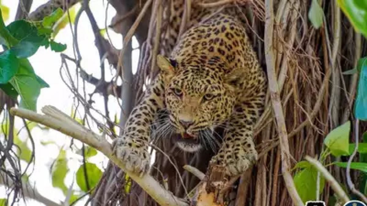 बिचारा बिबट्या! आधी केबलमध्ये अडकला नंतर पारंब्यांमध्ये फसला; वाचा काय ...