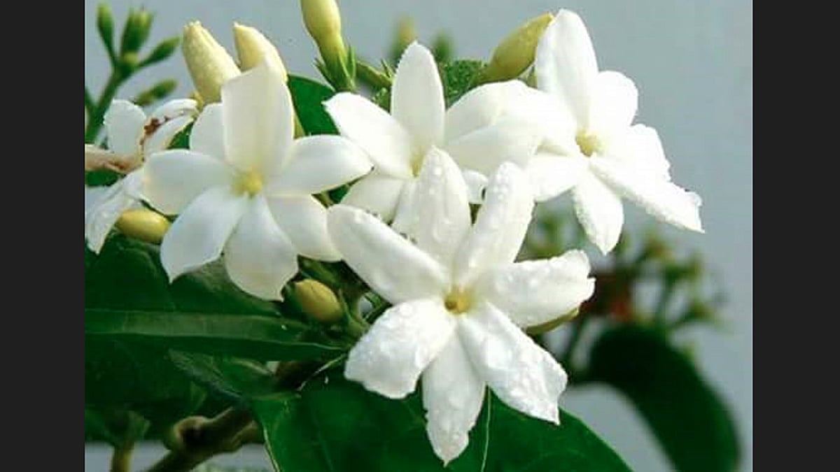 ‘गुण’कारी परसबाग : शीतगुणी मोगरा