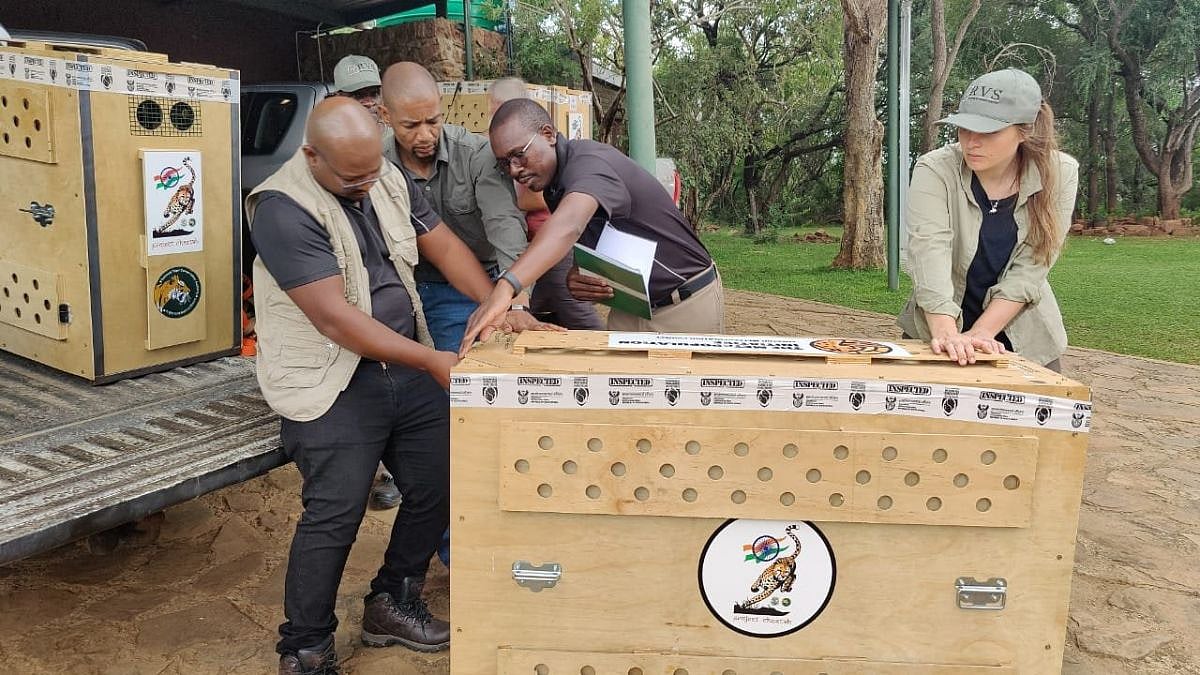 अफ्रिकेतून आणखी 12 चित्ते भारतात होणार दाखल; 'या' दिवशी होणार आगमन ...