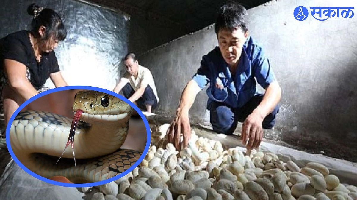 Snake Farming : इथं शेतकरी करतात सापाची लागवड; वर्षाला कमवतात बक्कळ पैसे!