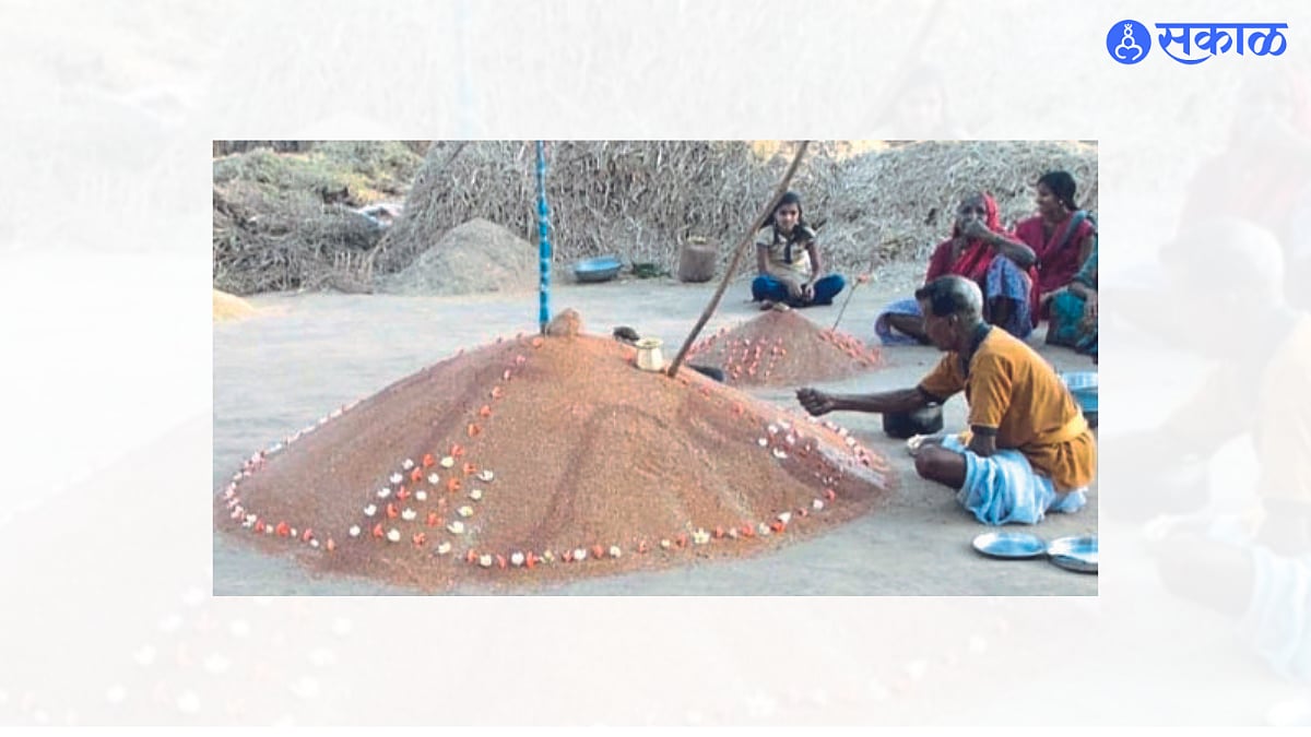 Nagali Crop : आदिवासींसाठी नागलीचे पीक तारणहार!