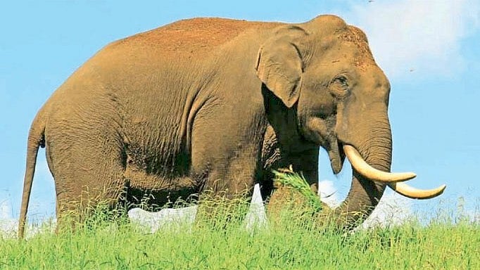 Aricomban Tusker : ‘अरिकोम्बन टस्कर’ मुळे गावकरी भयभीत