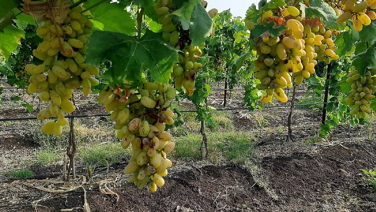Rain Damage Crops : वीस मिनिटांच्या गारांनी कष्टावर फिरवले पाणी! आता ...