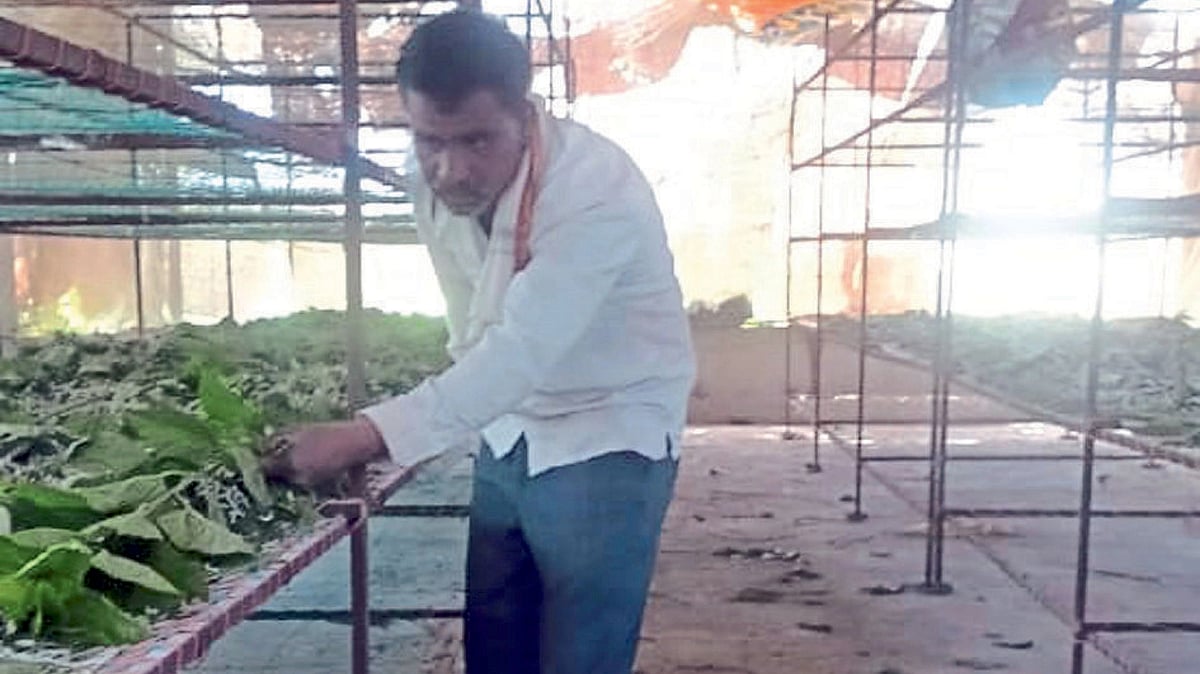 Jalna Reshim Udyog : रेशीम शेतीमुळे जालन्यातील या गावातील अनेक शेतकरी ...