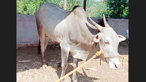Bullock Cart Competition : बैलगाडा शर्यतीच्या घाटात गाडा जुपत असताना ...
