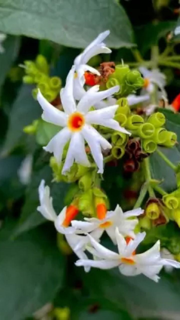 Parijat Tree : घराच्या दारात प्राजक्ताचं झाड का असावं? |Parijat Tree ...