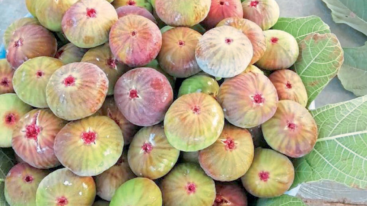 Anjeer : सिंगापूरातील लवांडे यांना अंजिराने बनविले मालामाल