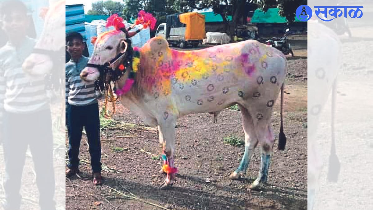 Nashik News: पन्नासवर शर्यती जिंकला हरण्या...जगण्याची मात्र हरला ...