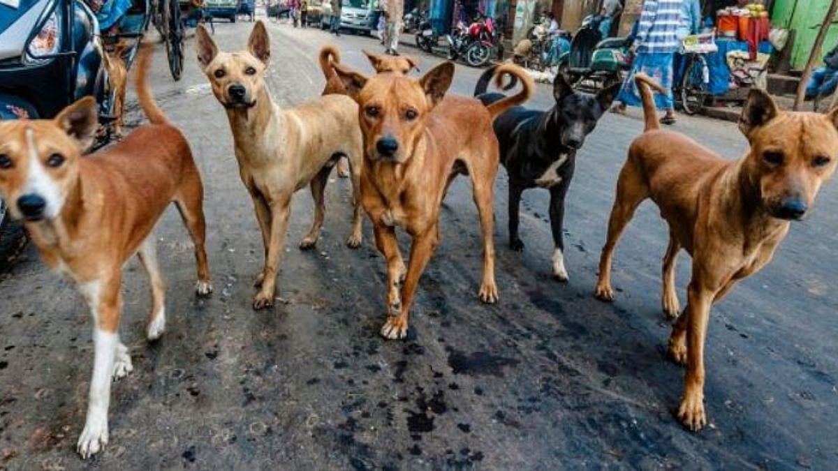 Mumbai : मुंबईतील भटक्या कुत्र्यांची जूनपासून होणार गणना; मुंबईकरांना ...