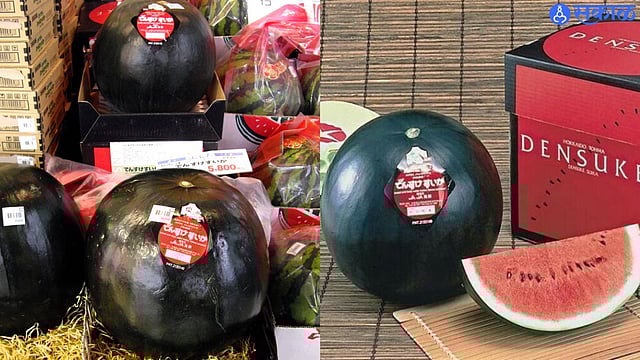 Watermelon : अय्यो! चक्क साडे चार लाखांचं एक कलिंगड; खावं की तिजोरीत ...