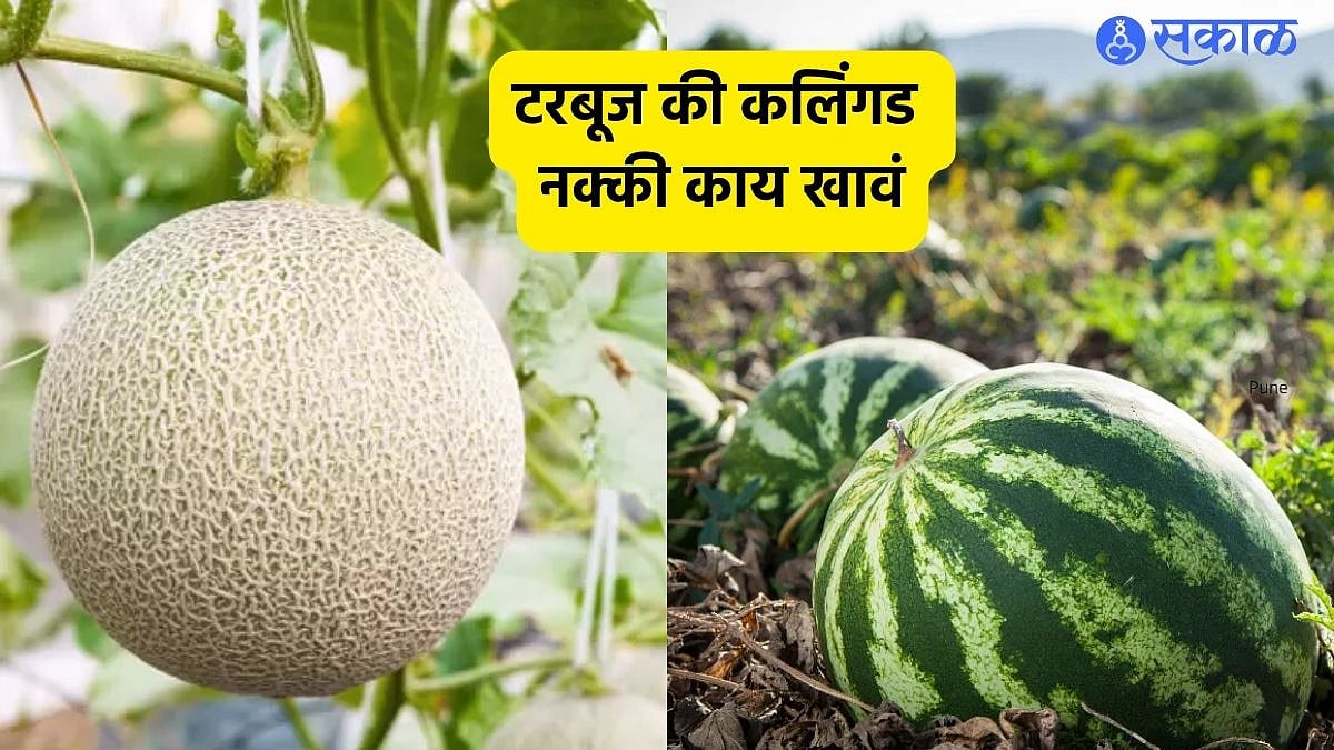 Watermelon Vs Melon : उन्हाळ्यात कलिंगड खावं की टरबूज? कशाचे आहेत जास्त ...