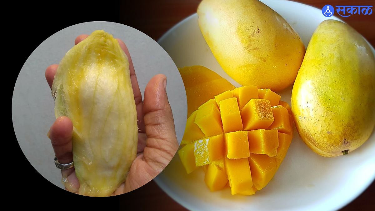 Mango Seeds : आंबा खाल्यानंतर कोय चुकूनही फेकू नका; 'हे' आहेत फायदे ...