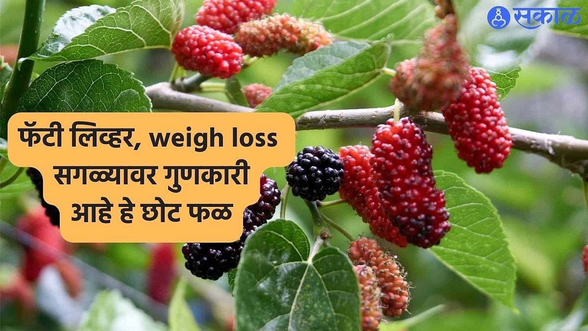 Mulberry Fruit Health Benefits : फॅटी लिव्हर, weigh loss सगळ्यावर ...