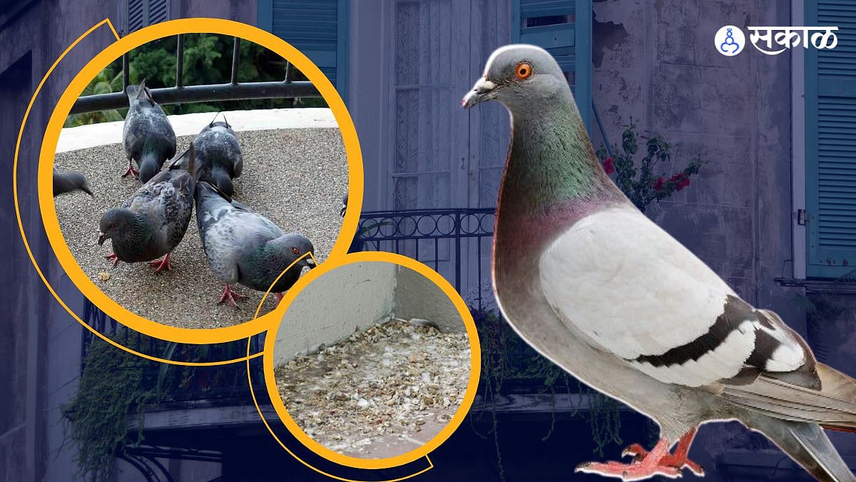 How To Get Rid Of Pigeon- तुमच्या बाल्कनीतही कबुतरांनी केलीय घाण, अशी ...