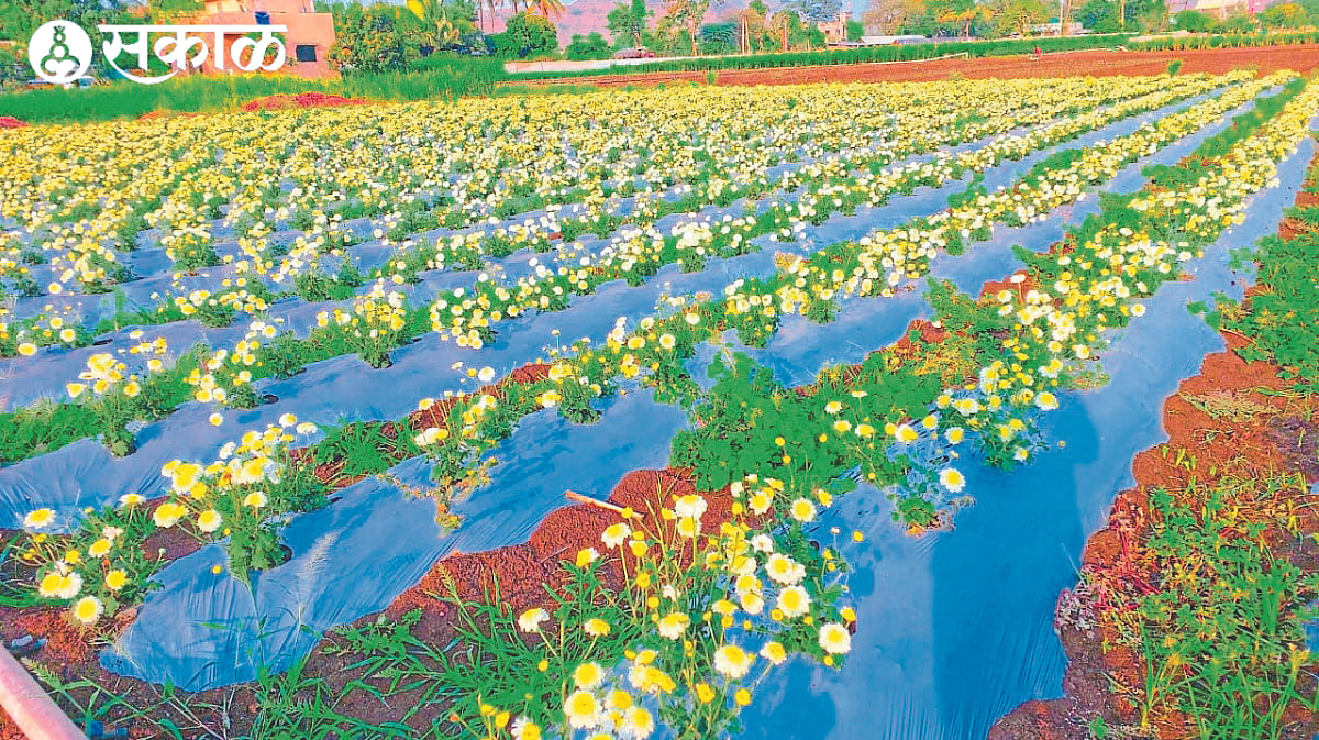Flower Farming : कांद्याने रडवले पण ‘शेवंती’ ने सावरले..! गौरव वाघ ...
