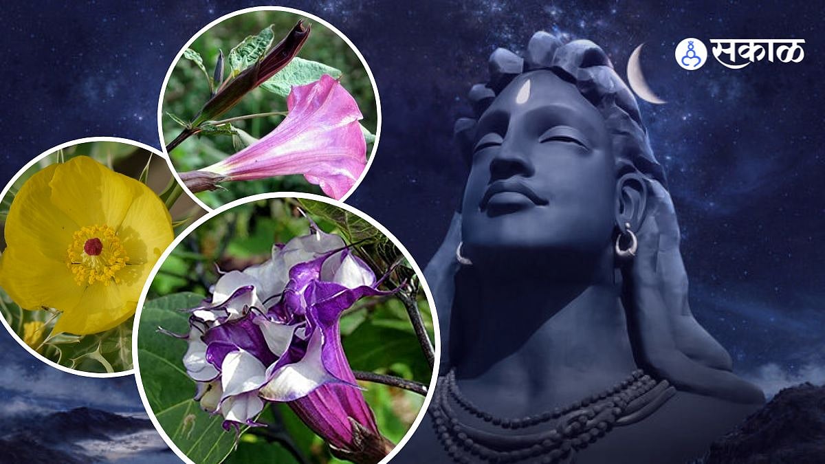 Religious News- धोतऱ्याच्या फुलांचं ज्योतिष शास्त्रातील महत्व, का आहे ...