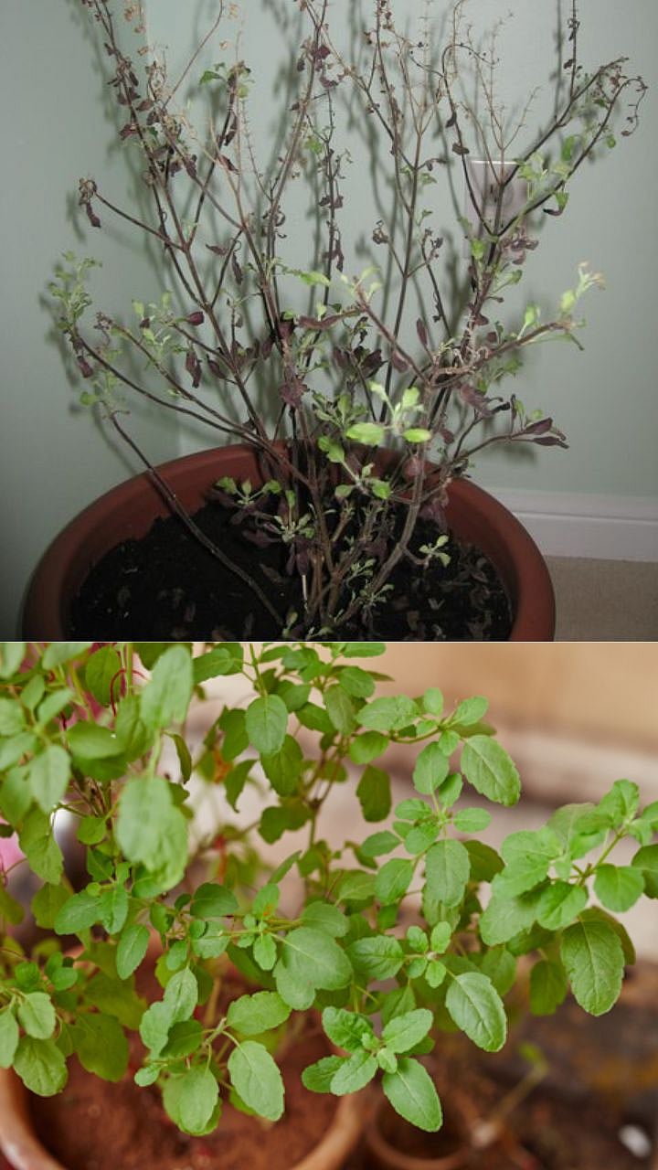 Vastu Tips : सावधान! तुमची तुळस सुकतेय का? ही असू शकतात कारणं l Vastu ...