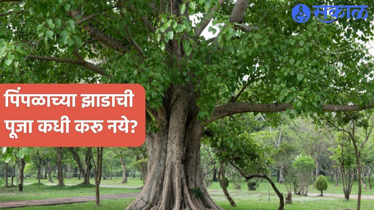 Peepal Tree Puja Rules : पिंपळाची पूजा कधी व कशी करावी? फक्त या चूका ...
