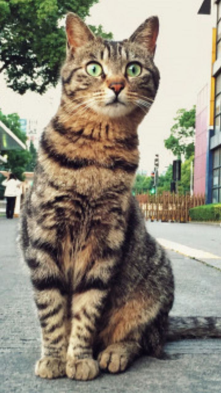 Cat Brid : वाघाची मावशी मांजरीच्या 'या' प्रजाती सर्वात खास