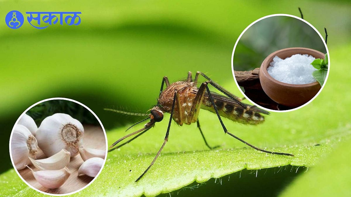 Mosquito Killer Side Effects : डासांना पळवायच्या नादात स्वत:चा जीव ...