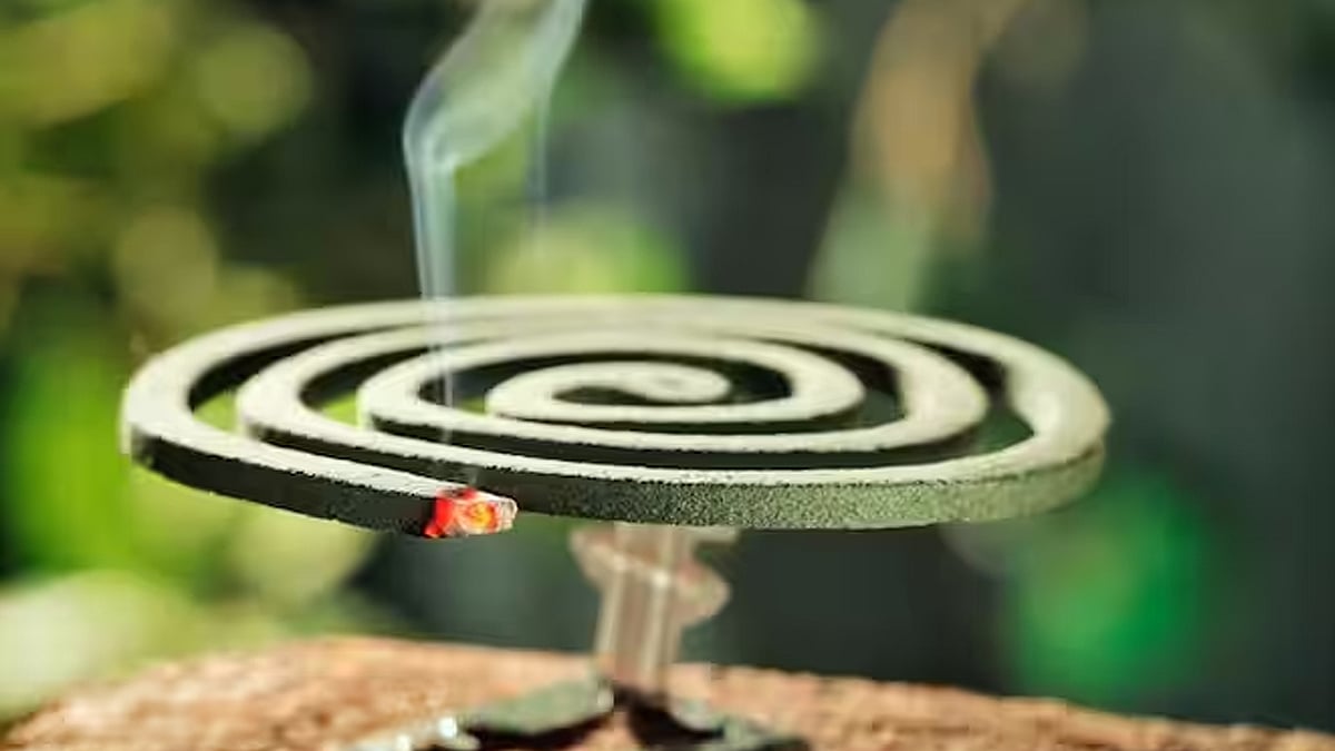 Mosquito Quail Health Problems : डासांची घालवण्याची ही जूनी पद्धत ...