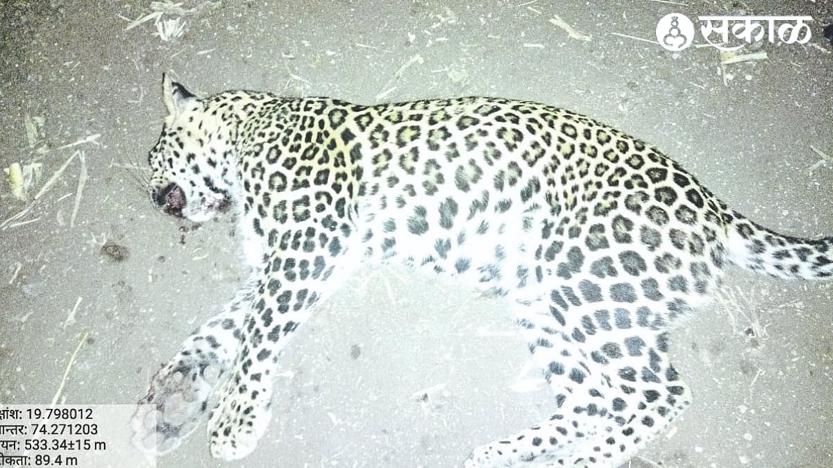 Nashik News : शिकारी खुद यहाँ शिकार हो गया; बिबट्याची मादी कुत्र्यांच्या हल्ल्यात ठार | Leopard ...