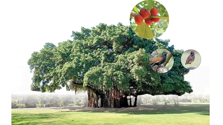 वटपौर्णिमा विशेष : महाकाय पवित्र वटवृक्ष dr madhukar bachulkar writes ...