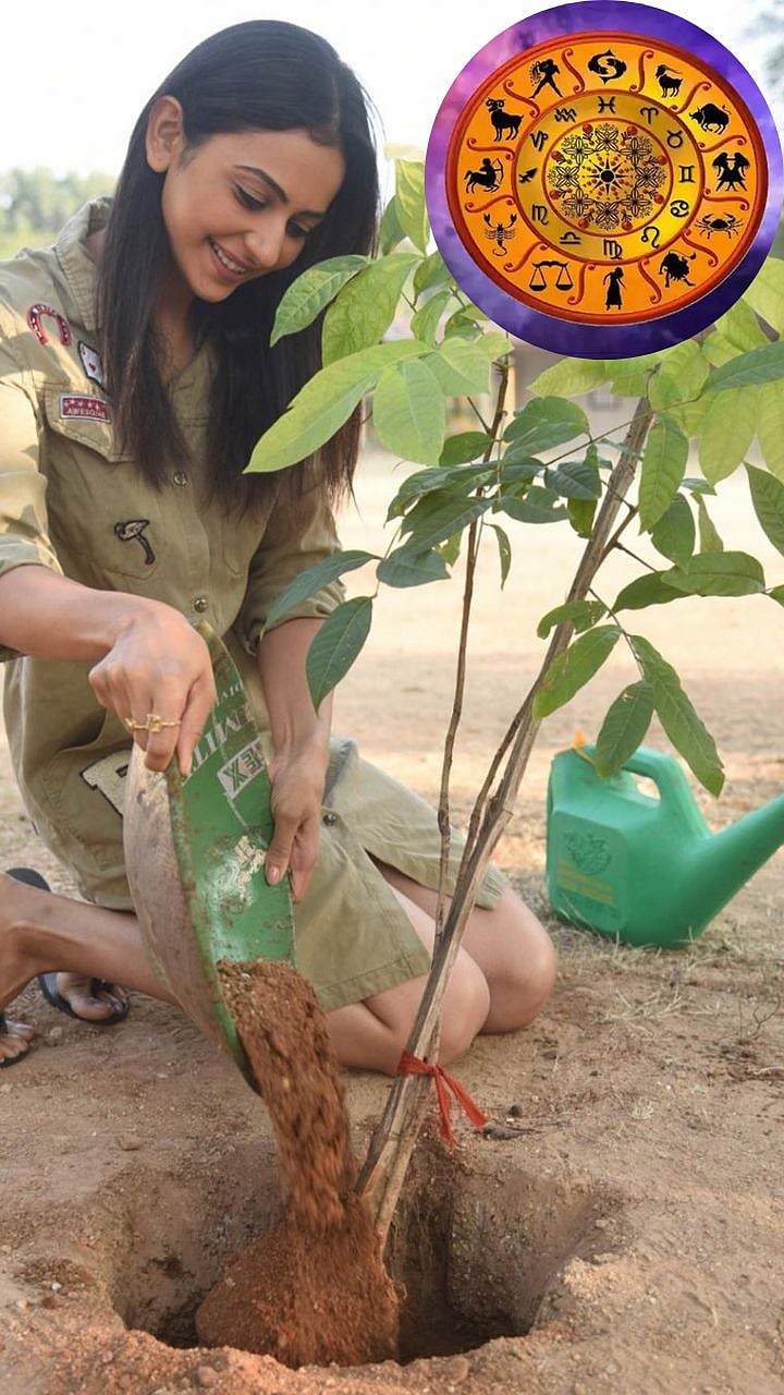 Plant For Rashi : तुमच्या राशीनुसार ही झाडं लावा, होईल भरभराट l Plant ...