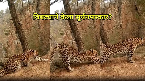 Leopard Yoga : चक्क बिबट्याने केले सूर्यनमस्कार, IFS अधिकाऱ्याने शेअर केलेला व्हिडिओ होतोय ...