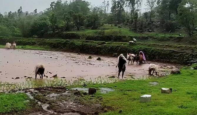 Nanded Rain Update : रिमझिम पावसामुळे बळिराजा सुखावला