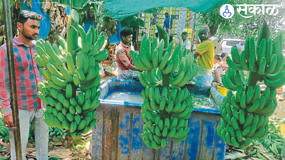 Jalgaon Banana Crop : जिल्ह्यातील केळीला आखाती देशात मागणी! यंदा 1 हजार ...