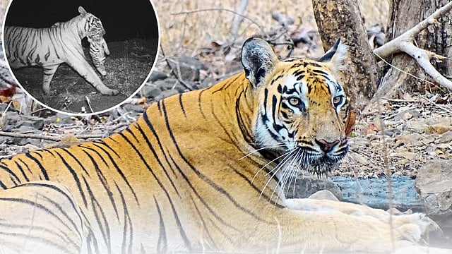 बोरची राणी कॅटरिना sanjay karkare writes bor tiger project queen katrina
