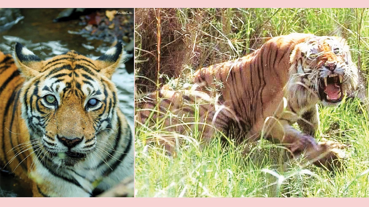 बांधवगडचा चार्जर sanjay karkare writes bandhavgad charger tiger madhya ...