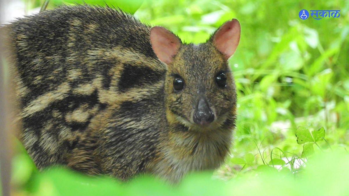 Pisuri Deer : माणगाव पेठेत भर वस्तीत आढळले अतिशय दुर्मिळ पिसोरी हरीण