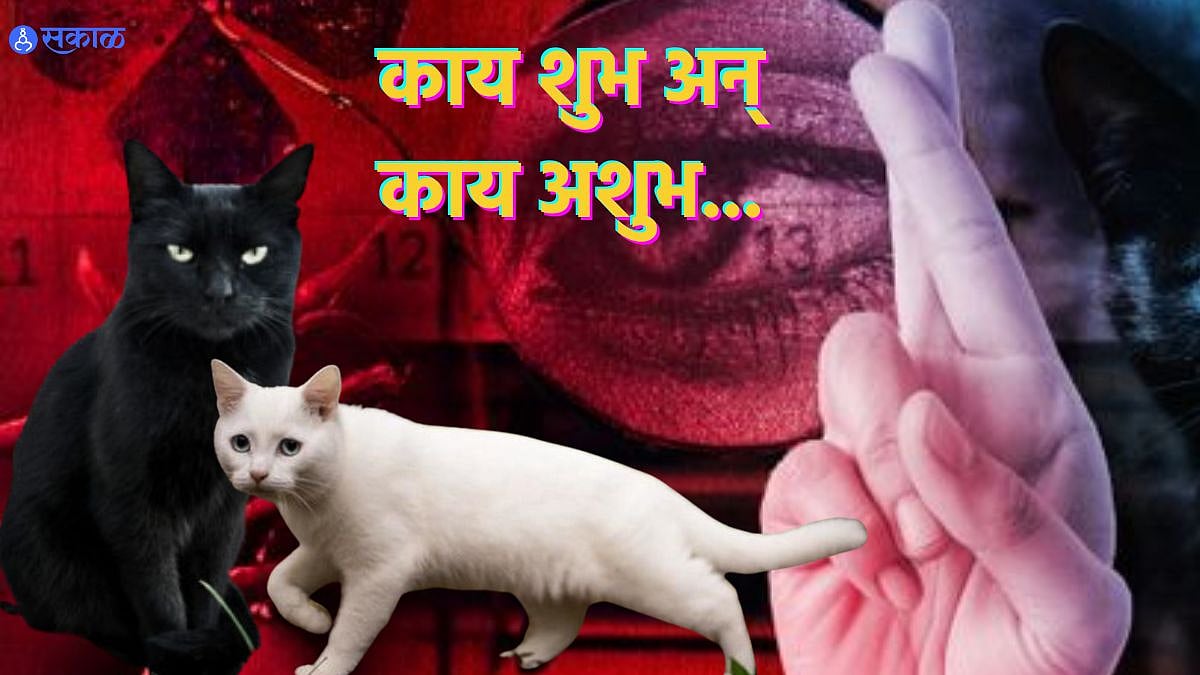 Hindu Beliefs About Cats : इतर प्राण्यांपेक्षा मांजरीविषयीच का असतात ...