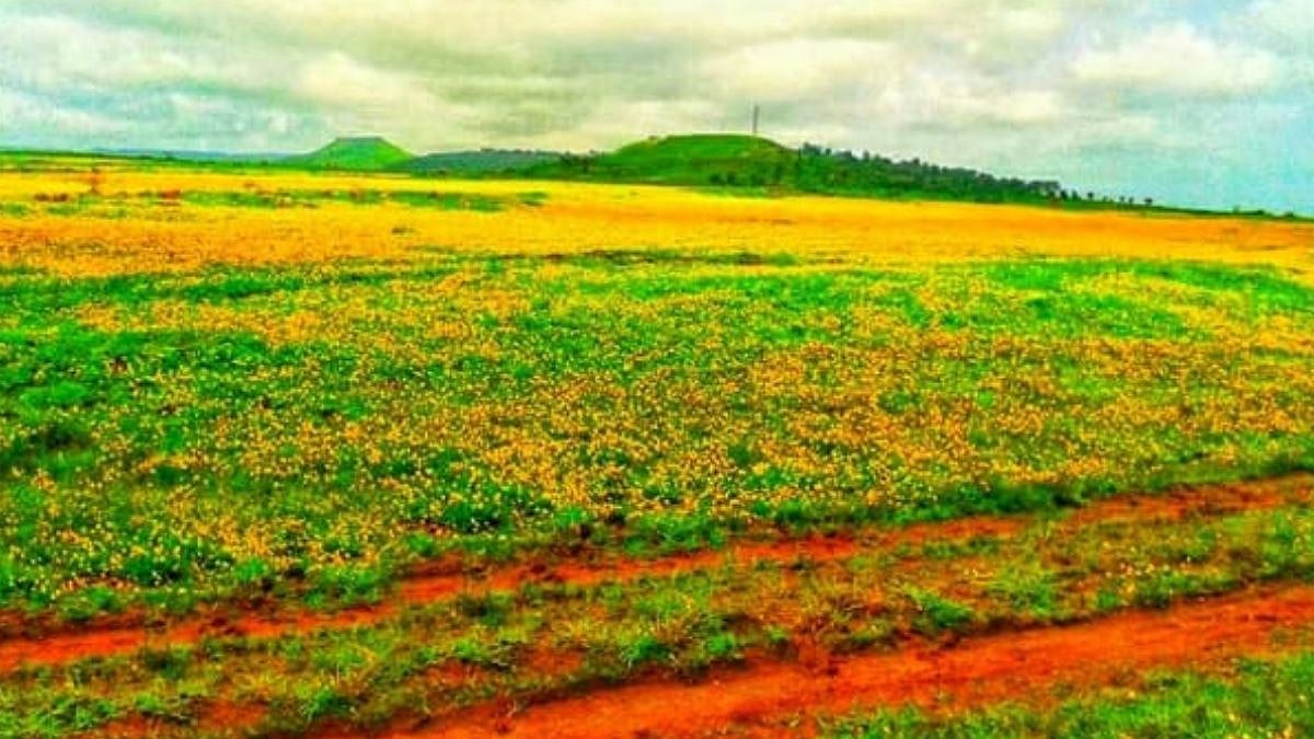 कास पठारावरील फुलं पहायला जाताय? मग 'इतके' पैसे सोबत ठेवाच, नाहीतर परत ...