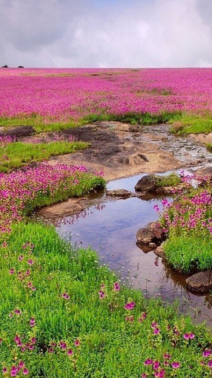 Kaas Pathar : कास पठारावर निर्सग बहरला; रंगीबेरंगी फुलांची उधळण एक ...