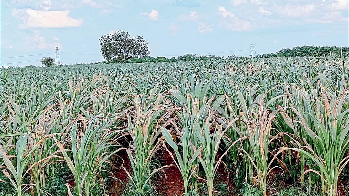 Agriculture : उन्हाने करपलं रान देवा, जळलं शिवार...! fulambri ...