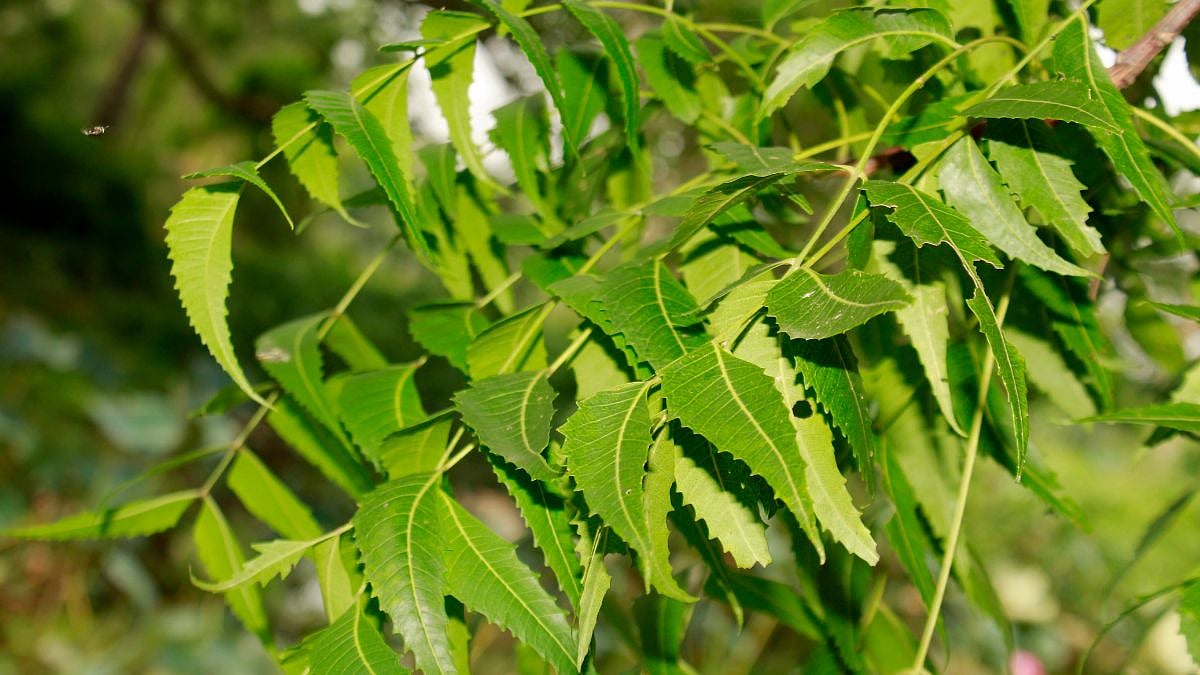Neem Leaves Uses: या घरगुती कामांसाठी कडुलिंबाच्या पानांचा करा वापर ...
