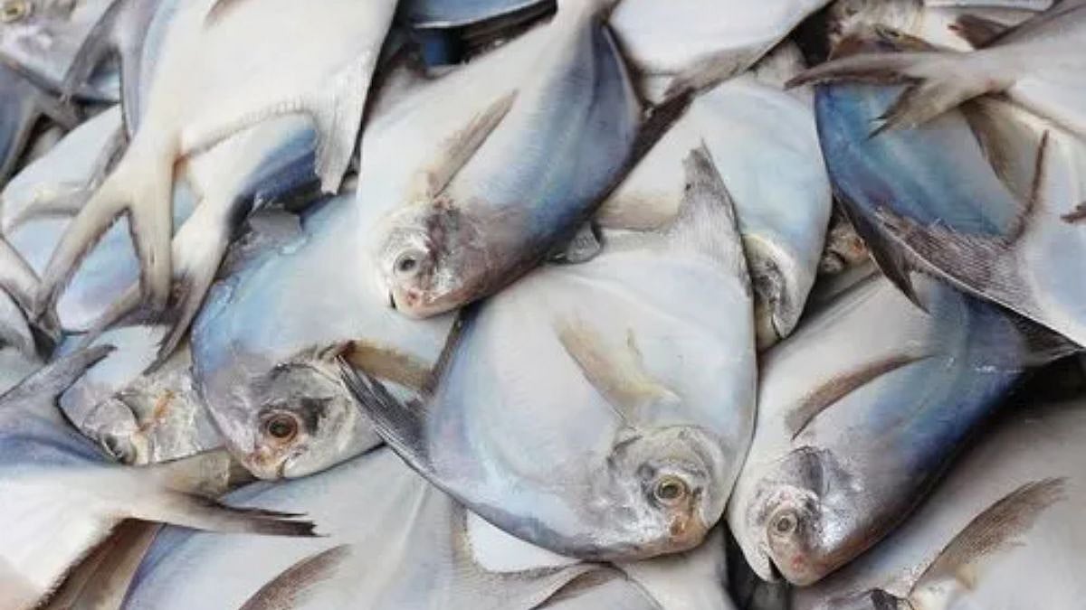 Maharashtra State Fish:महाराष्ट्राचा राज्यमासा म्हणून या माशाला मिळाला ...